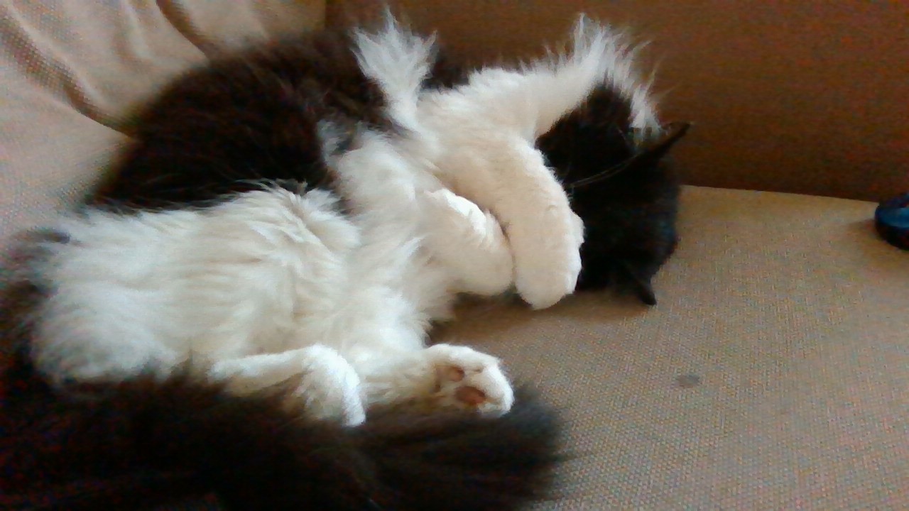 Emily Tripp (emilytripp009) profile | Padlet