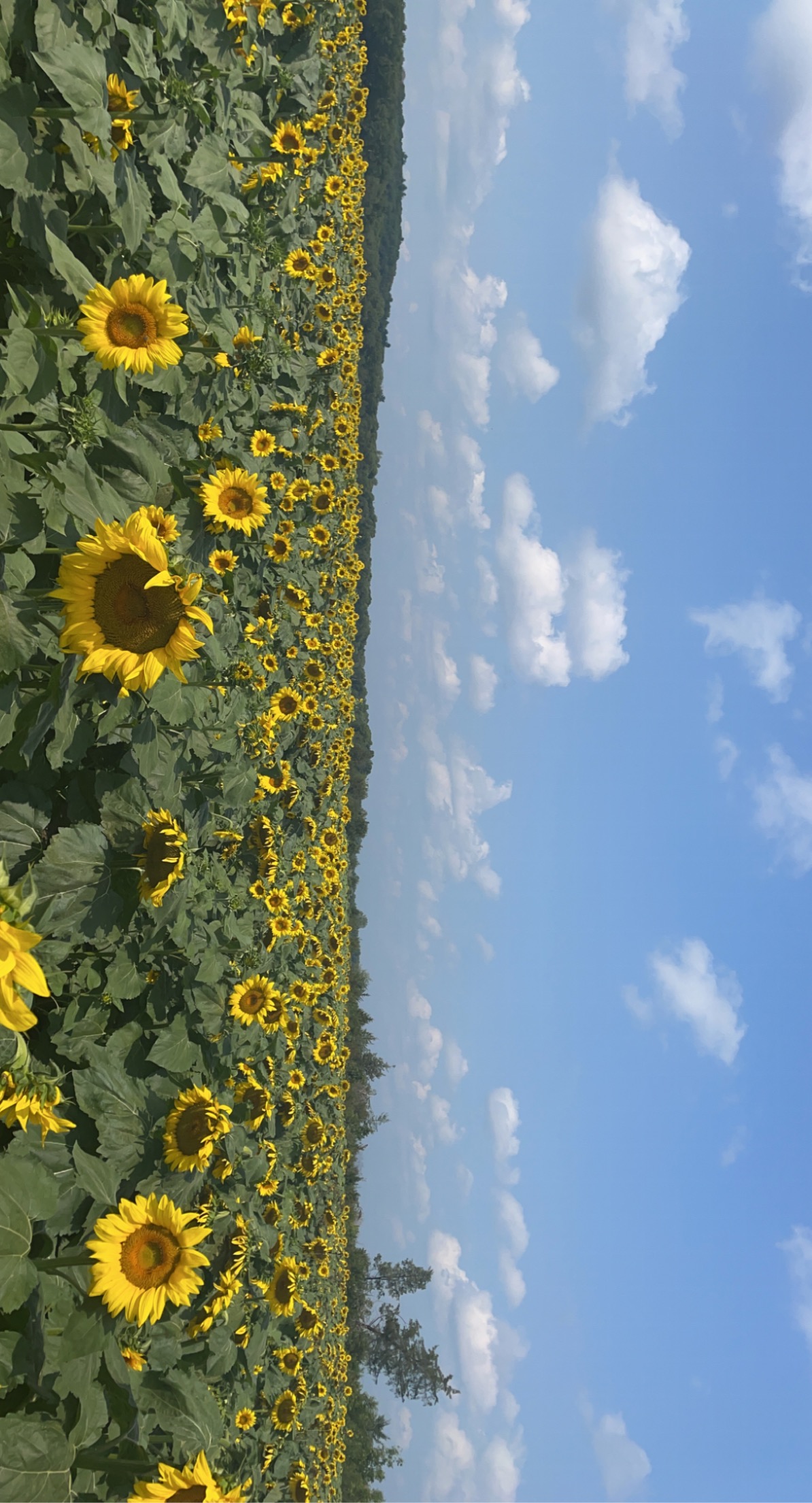 Raelly Strenke (7933802) profile | Padlet