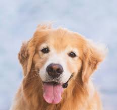 Jaslin Lim (limjaslin) profile | Padlet