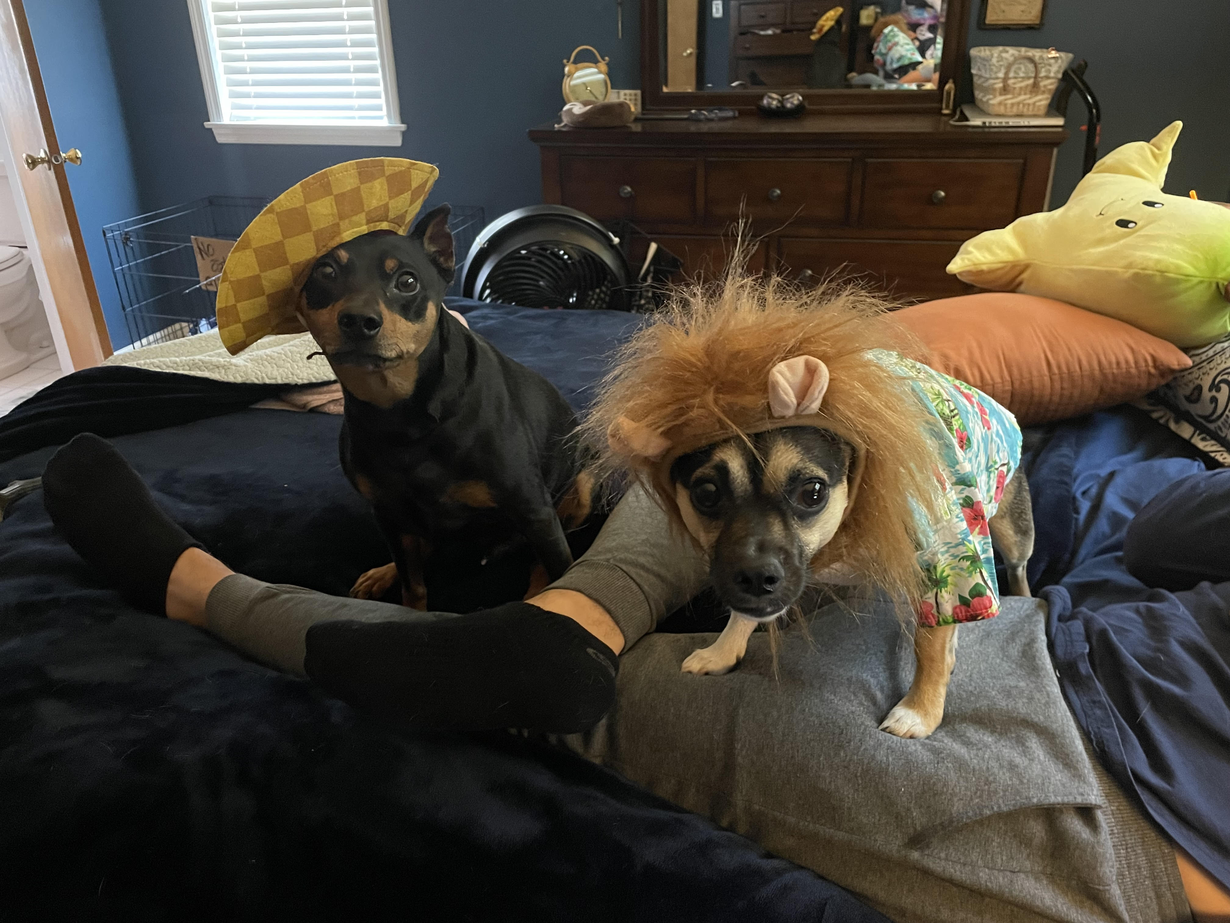 Joleen Loliscio (jloliscio) profile | Padlet