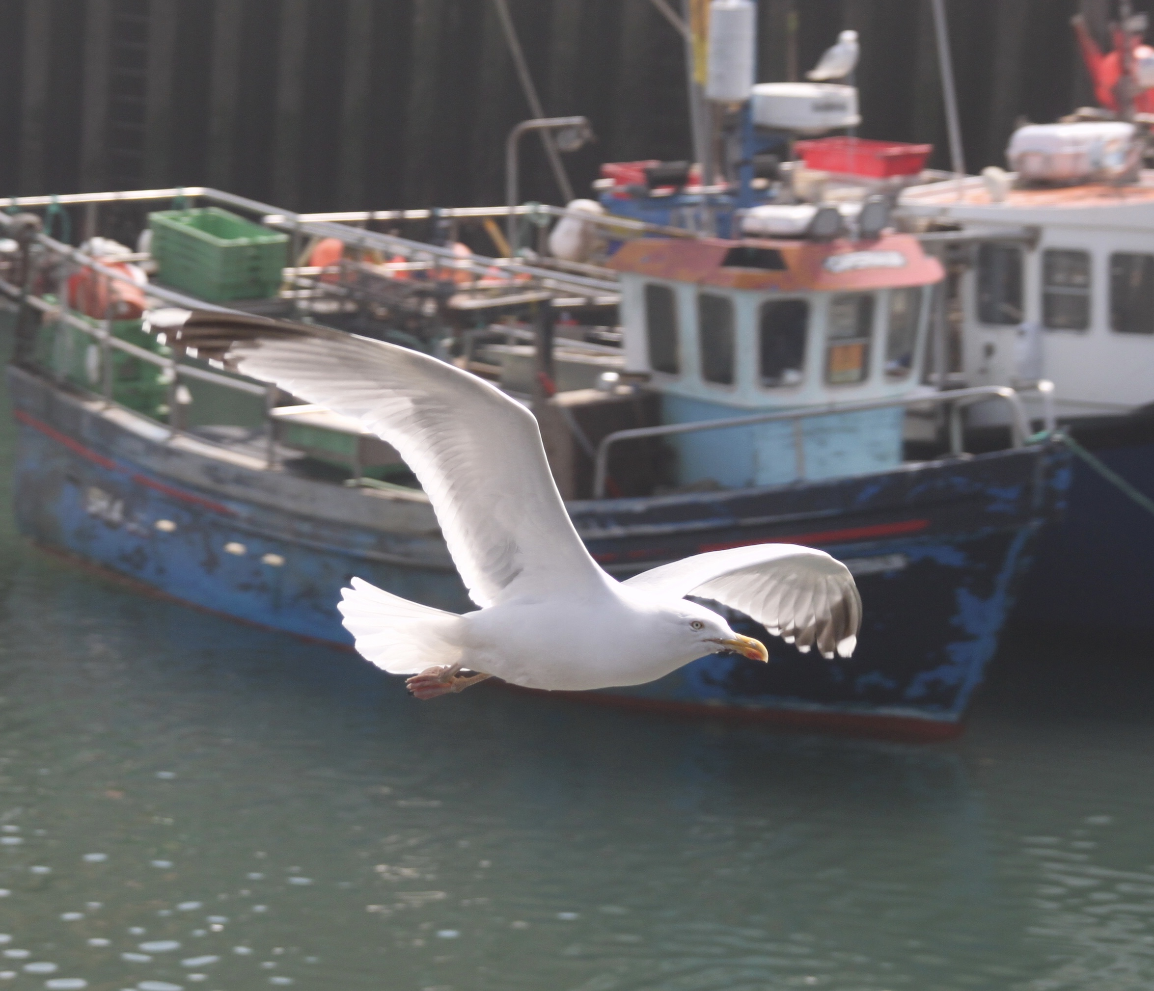 Frances Earnshaw (f_earnshaw) profile | Padlet