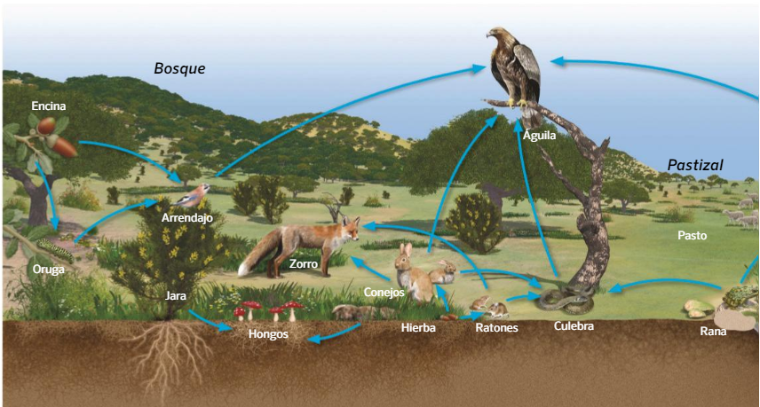 Ciencias Naturales - Tema 3. Los seres vivos€¦ · Los seres vivos ...