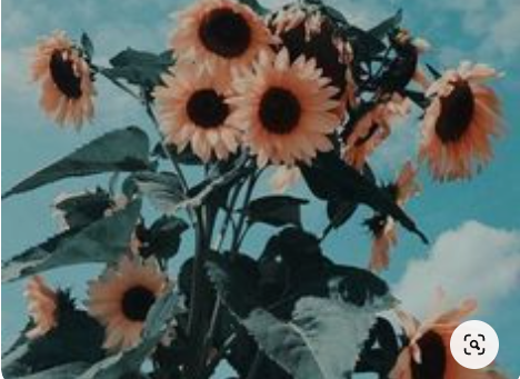 Ariah Smith (Smithy88) profile | Padlet